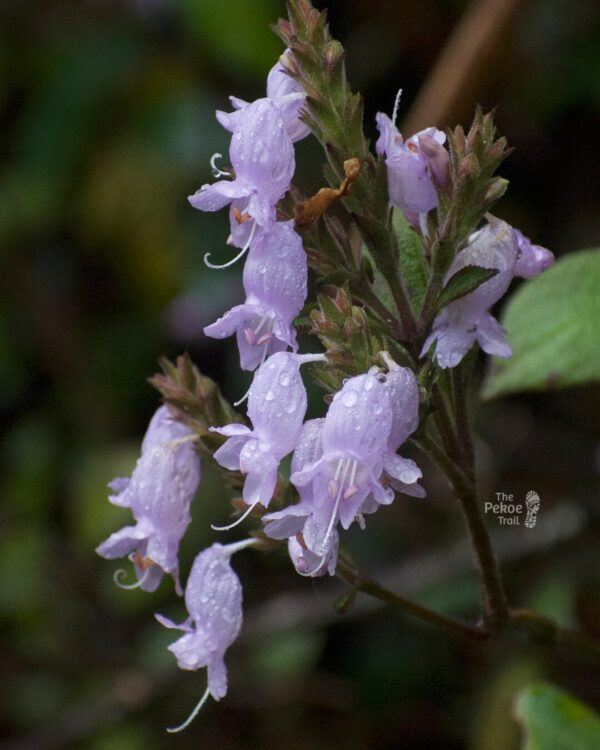 From Mist to Violet: The Magic of the Nelu Bloom - The Pekoe Trail ...