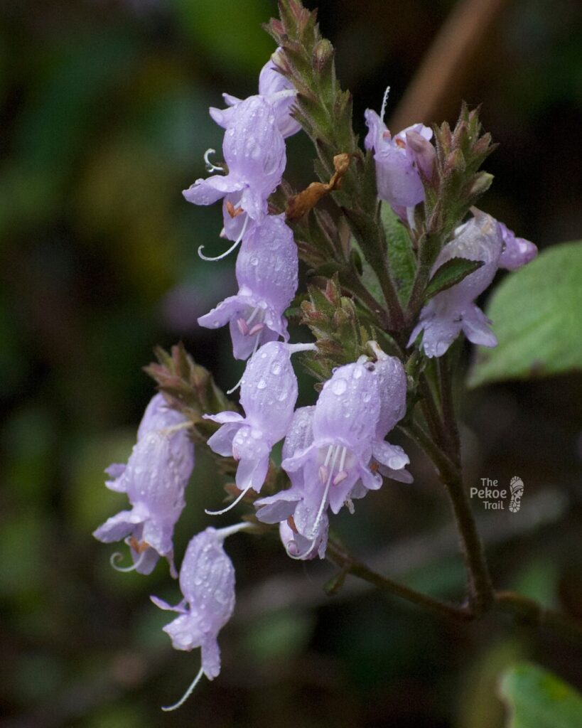 From Mist to Violet: The Magic of the Nelu Bloom - The Pekoe Trail ...